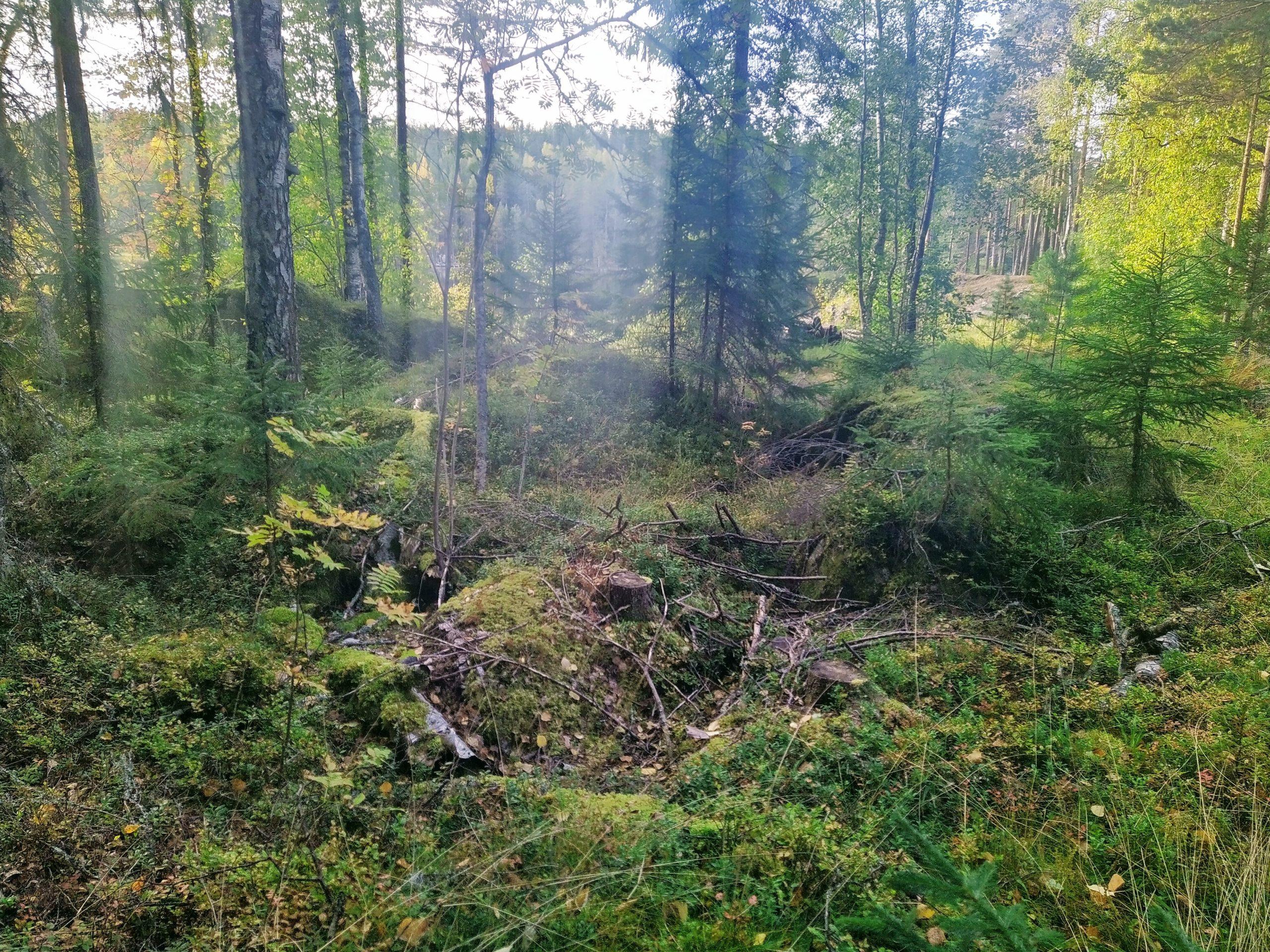 CreaTuring in Open Forest 🌲 – CreaTures