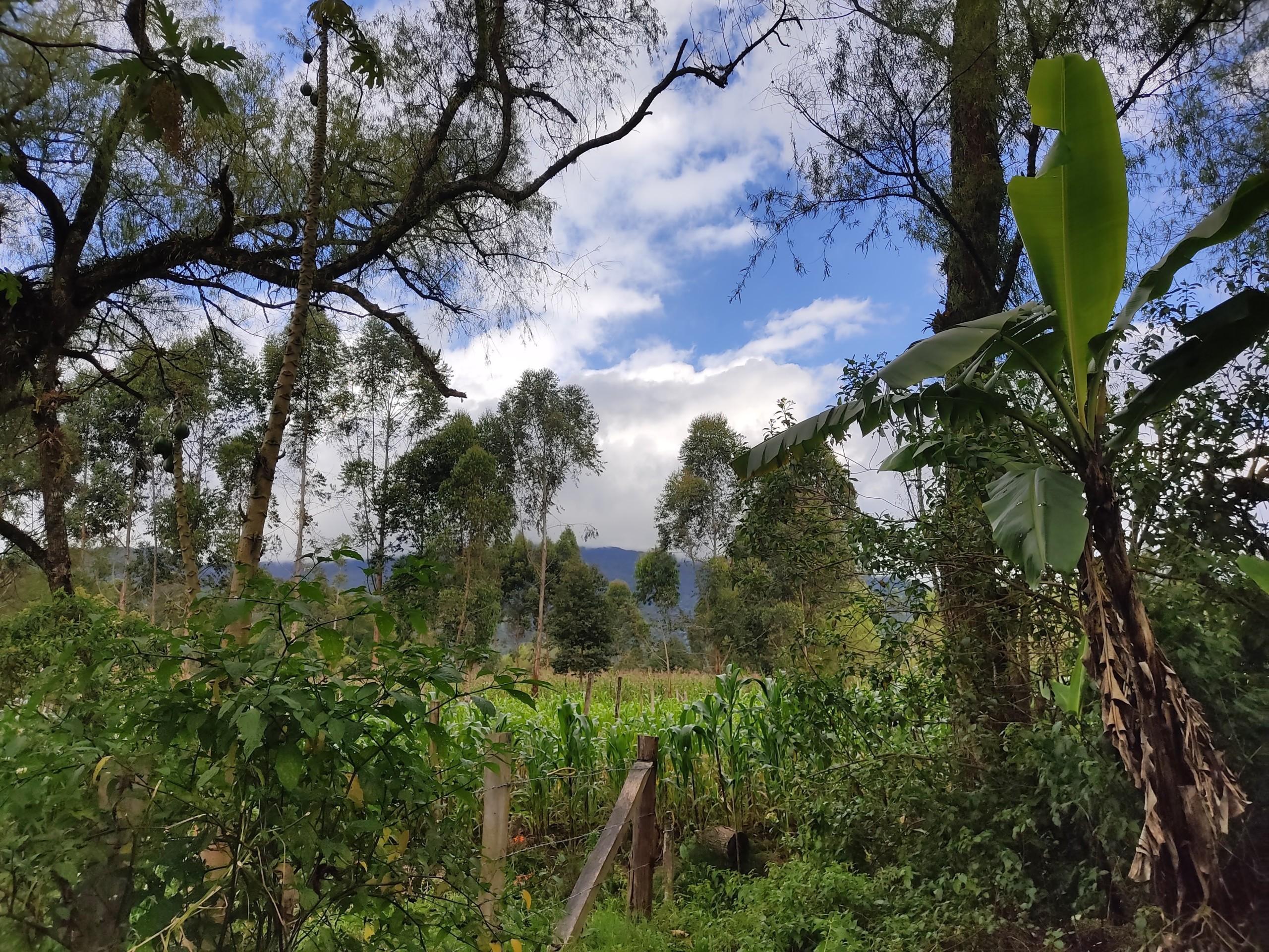 Open Forest in ACM Interactions – CreaTures